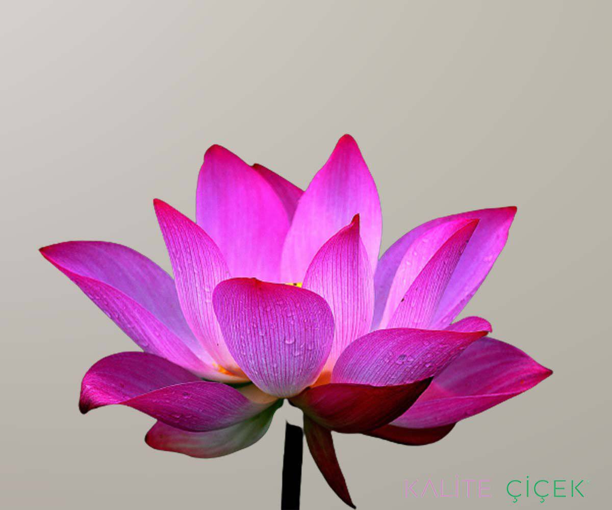Lotus çiçeği Anlamı, Özellikleri ve Faydaları | Kalite Çiçek