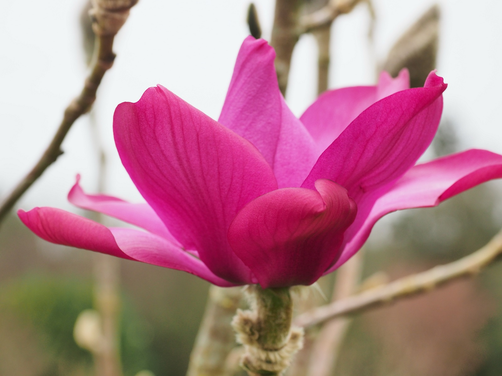 Manolya Çiçeği Anlamı, Özellikleri Ve Bakımı | Kalite Çiçek