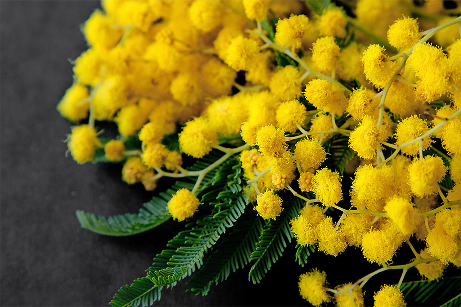 Mimoza çiçeği anlamı, hikayesi ve Bakımı | Kalite Çiçek